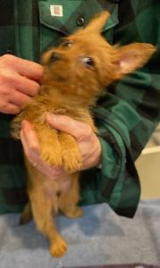 Puppies - Outback Red Australian Terriers